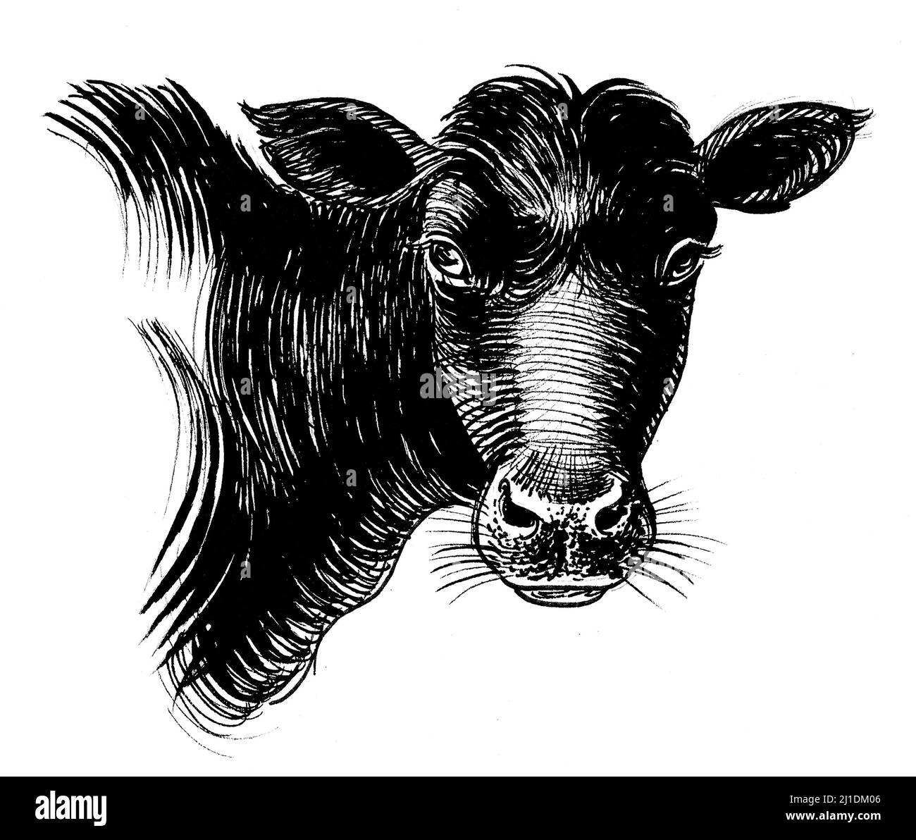 Cow's head. Ink black and white drawing Stock Photo - Alamy