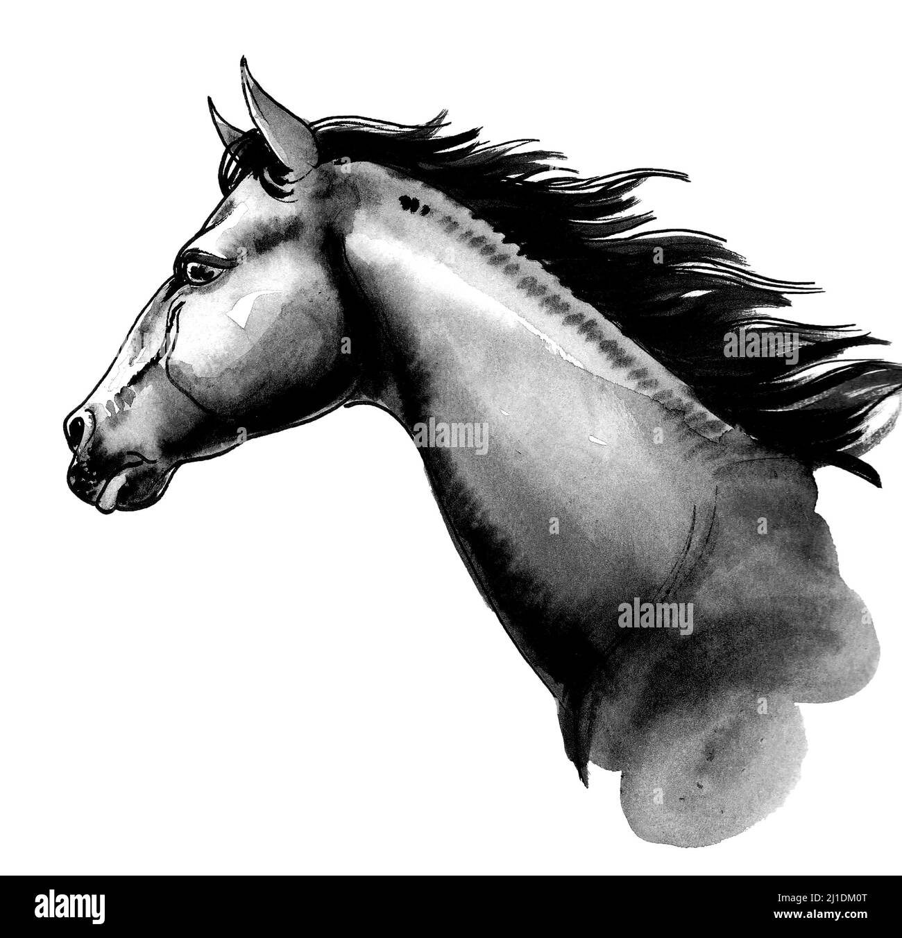 Stallion head. Ink black and white drawing Stock Photo - Alamy