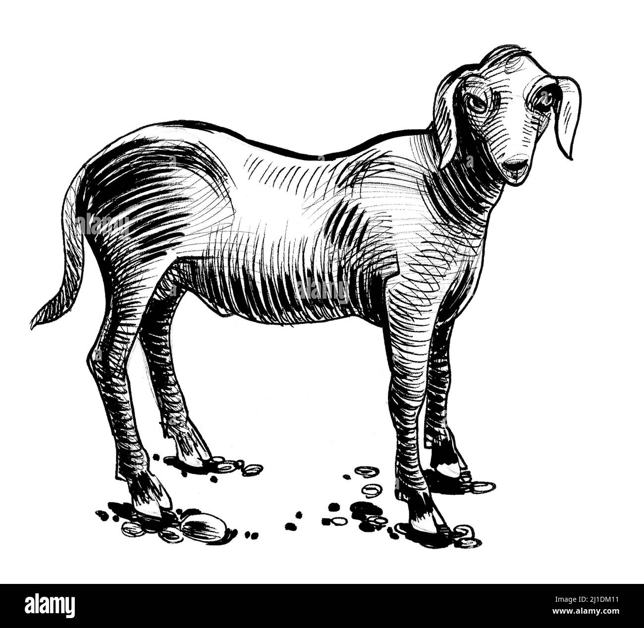 Standing sheep. Ink black and white drawing Stock Photo - Alamy