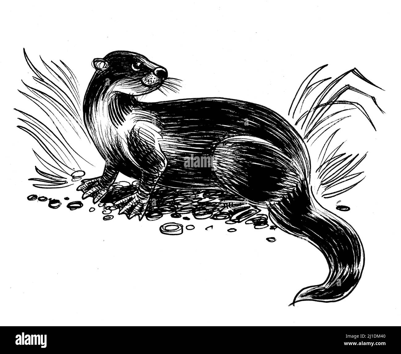 Otter drawing hi-res stock photography and images - Alamy