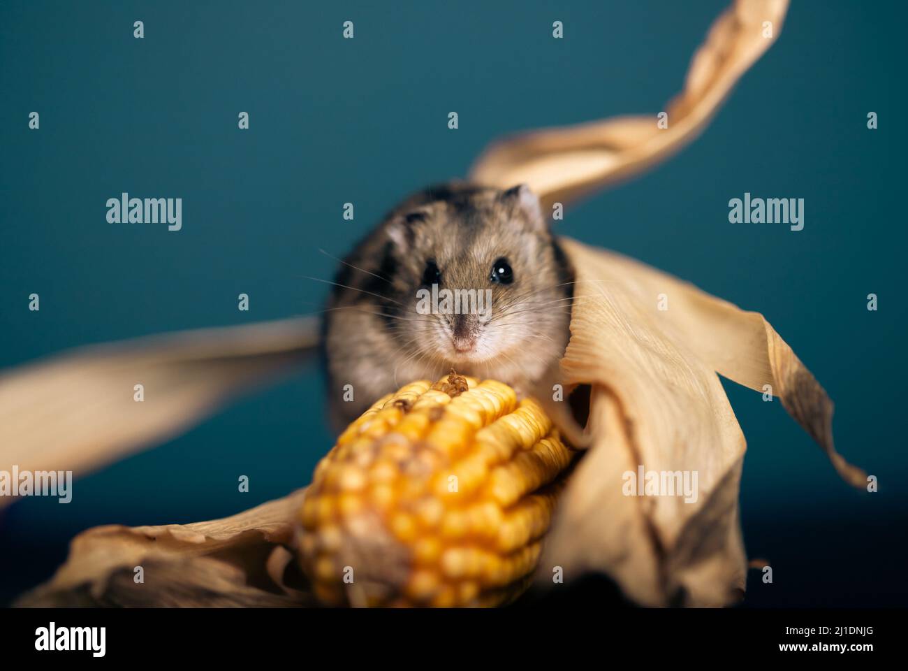 Studio photo of funny little hamster with corn Stock Photo - Alamy