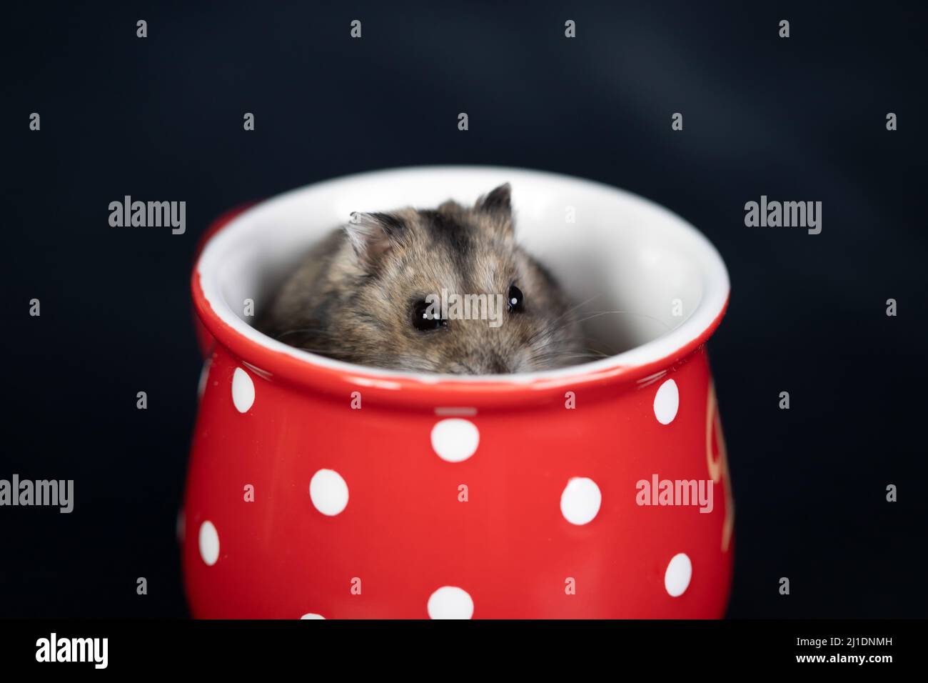 Funny little hamster in a red coffee cup. Good morning and coffee ...