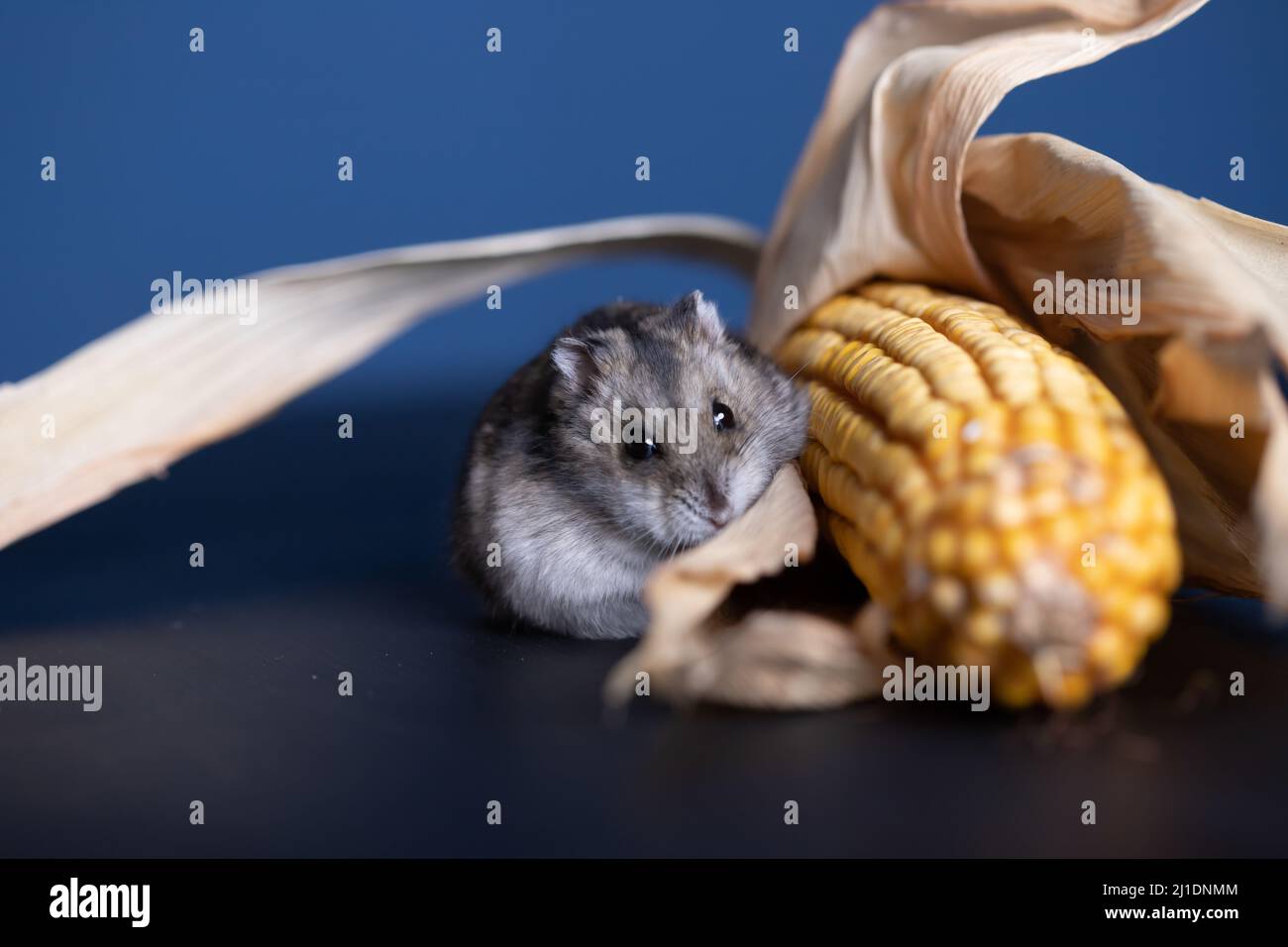 Studio photo of funny little hamster with corn Stock Photo - Alamy