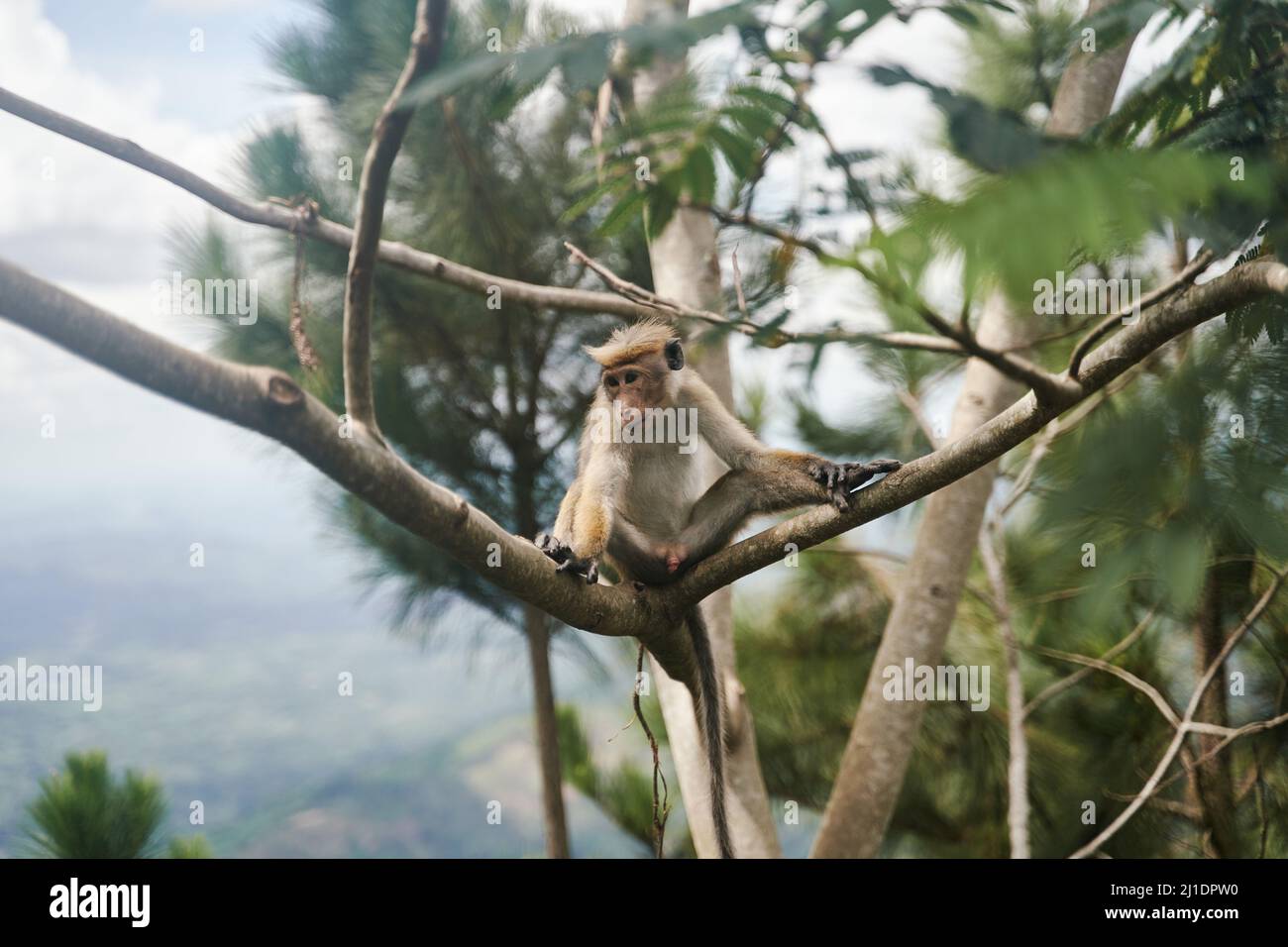 The monkey sits on a tree. Monkey in tropical forest vegetation ...