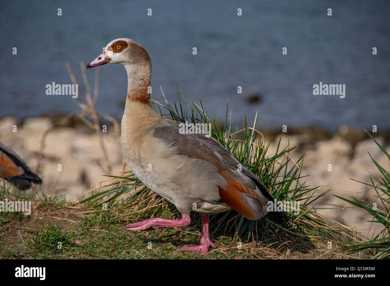 An Egyptian goose foraging for food on the Rhine Stock Photo - Alamy