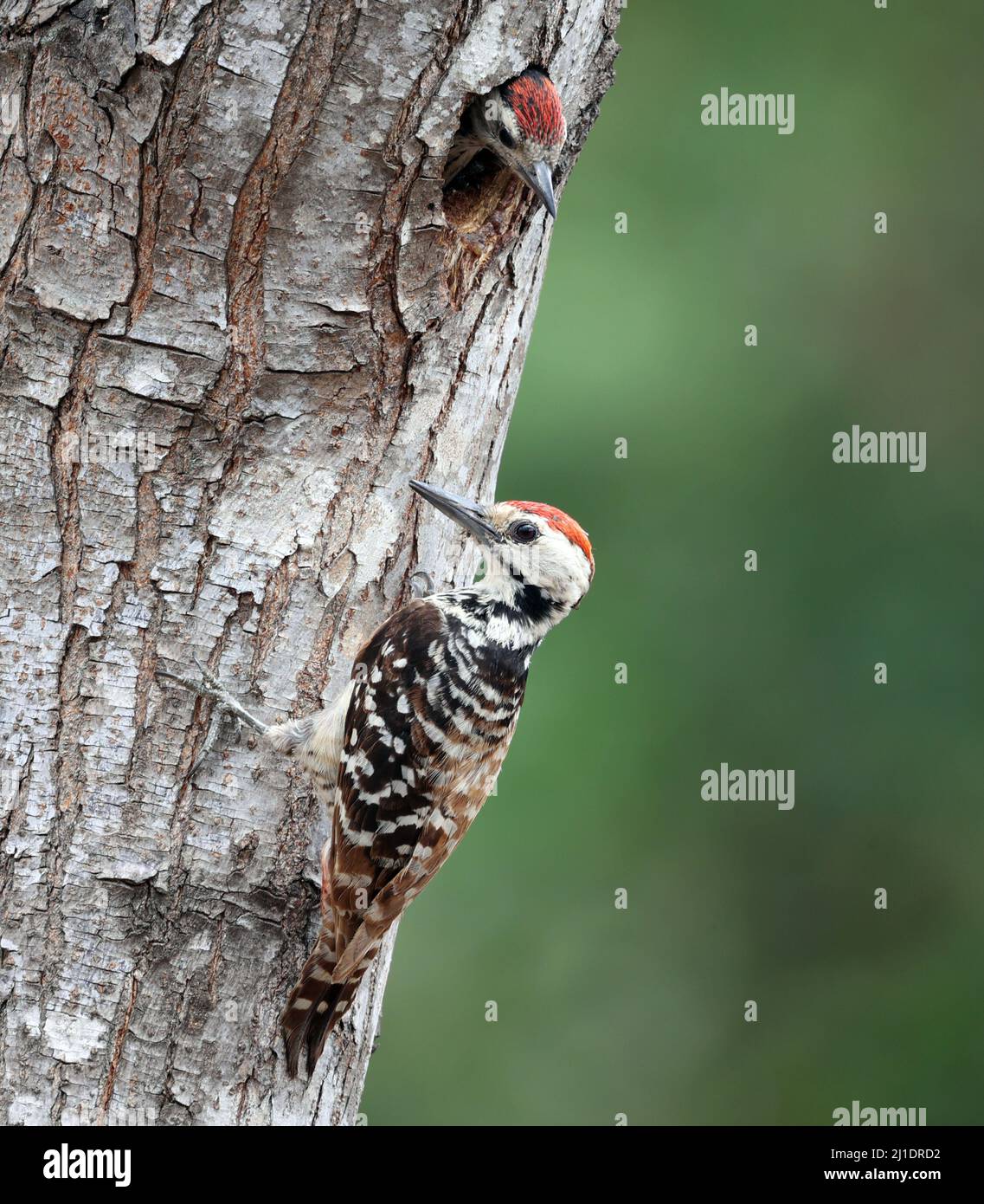 Woodpeckers look for prey to raise their young Stock Photo - Alamy