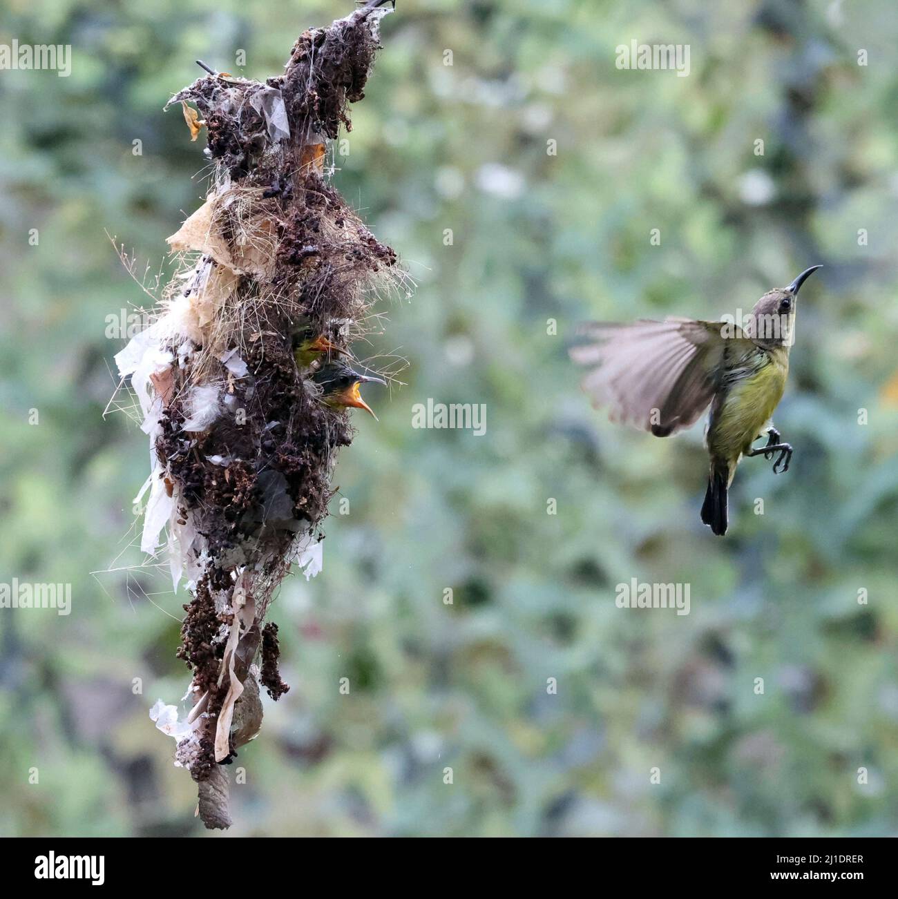 Sucking bait hi-res stock photography and images - Alamy