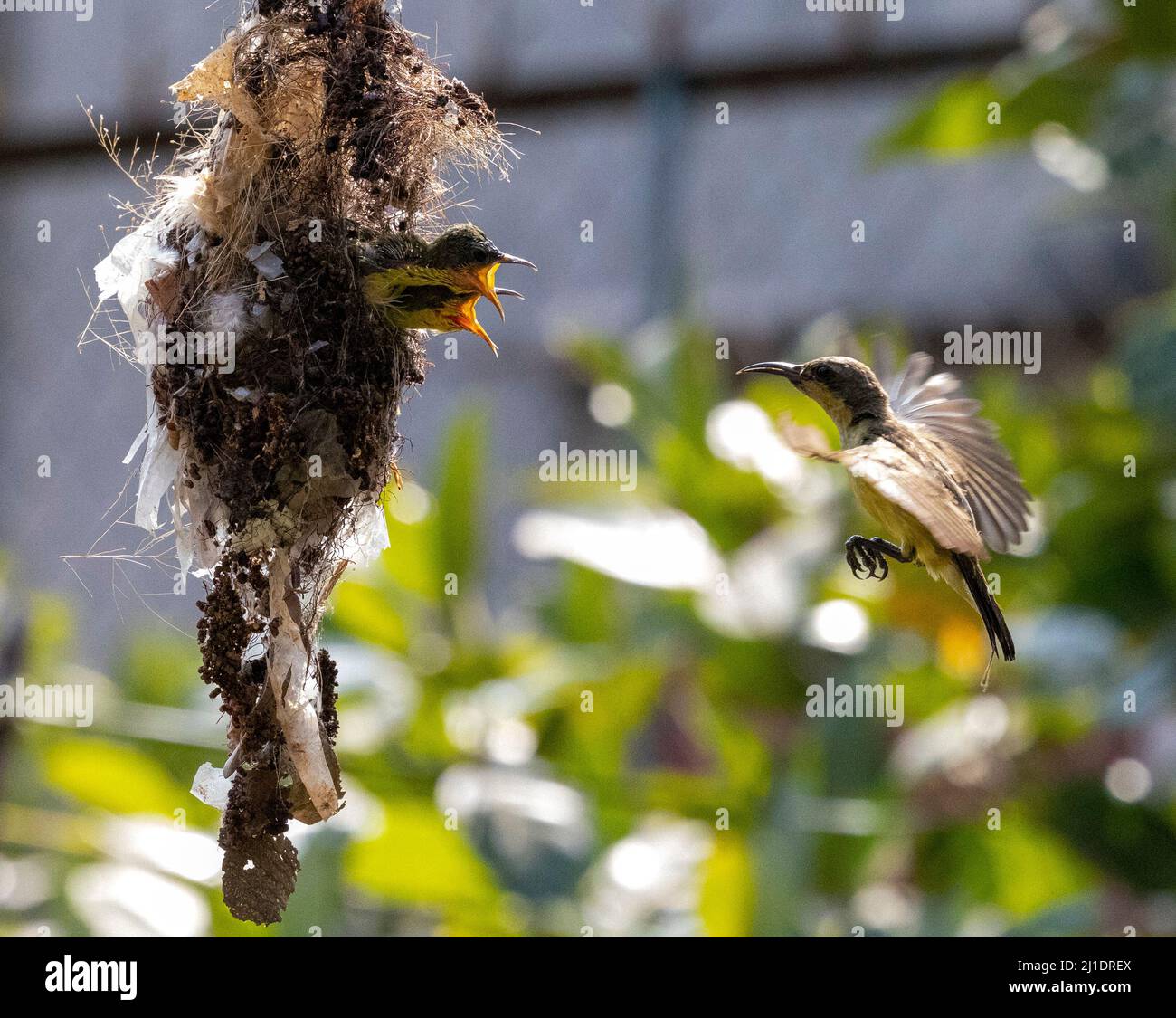 Sucking bait hi-res stock photography and images - Alamy