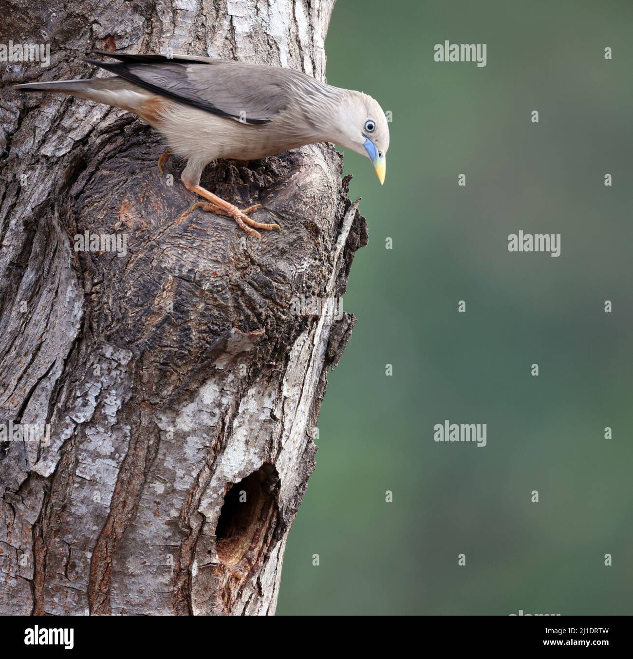 starling birds nest with woodpeckers Stock Photo - Alamy