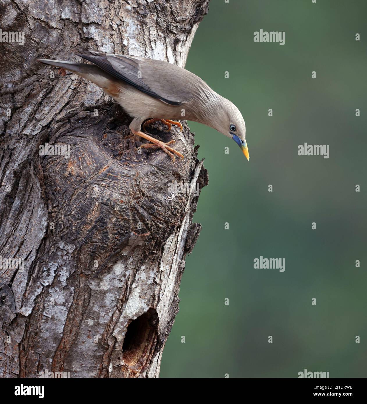 starling birds nest with woodpeckers Stock Photo - Alamy