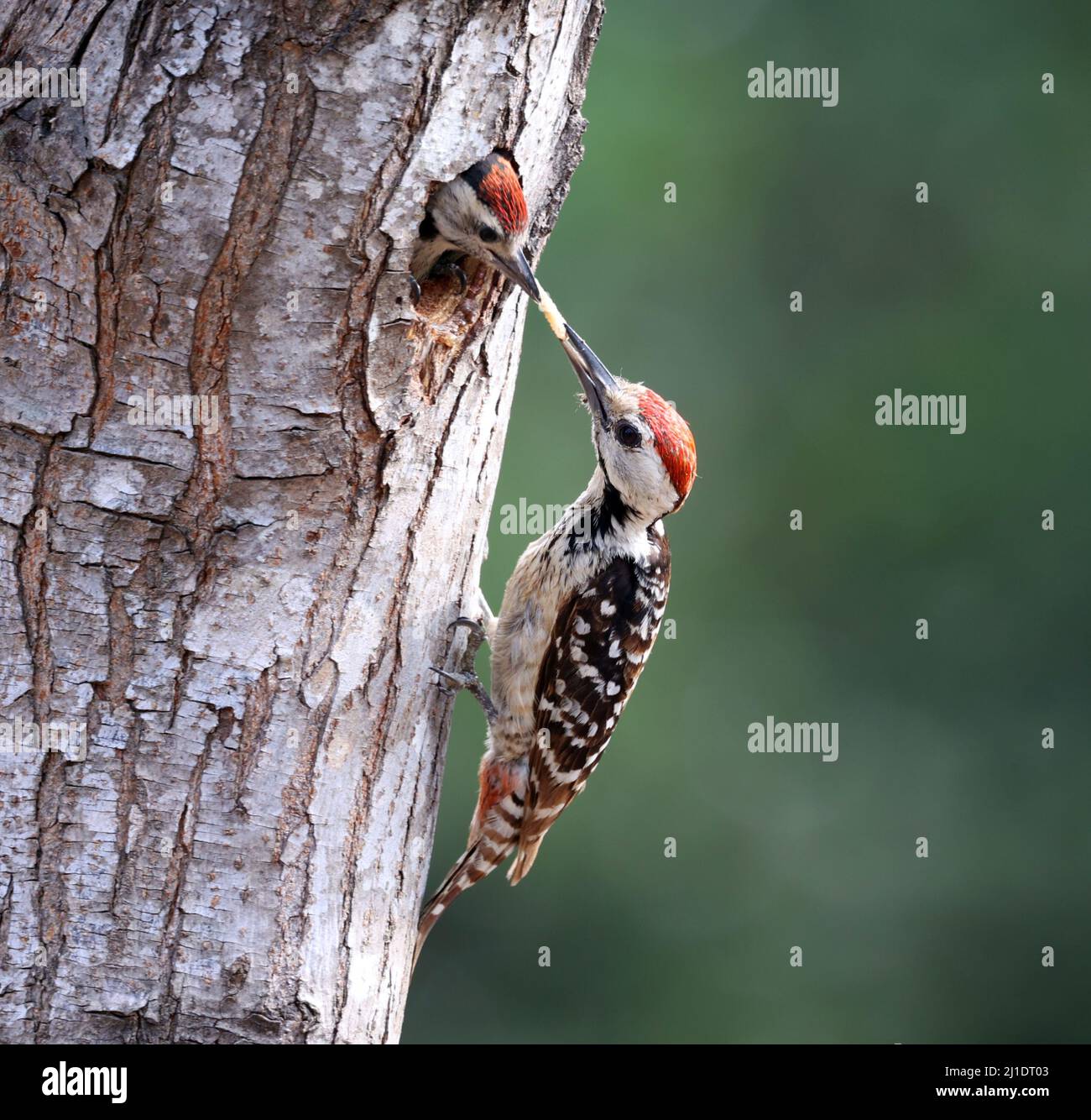 Baby woodpeckers hi-res stock photography and images - Alamy