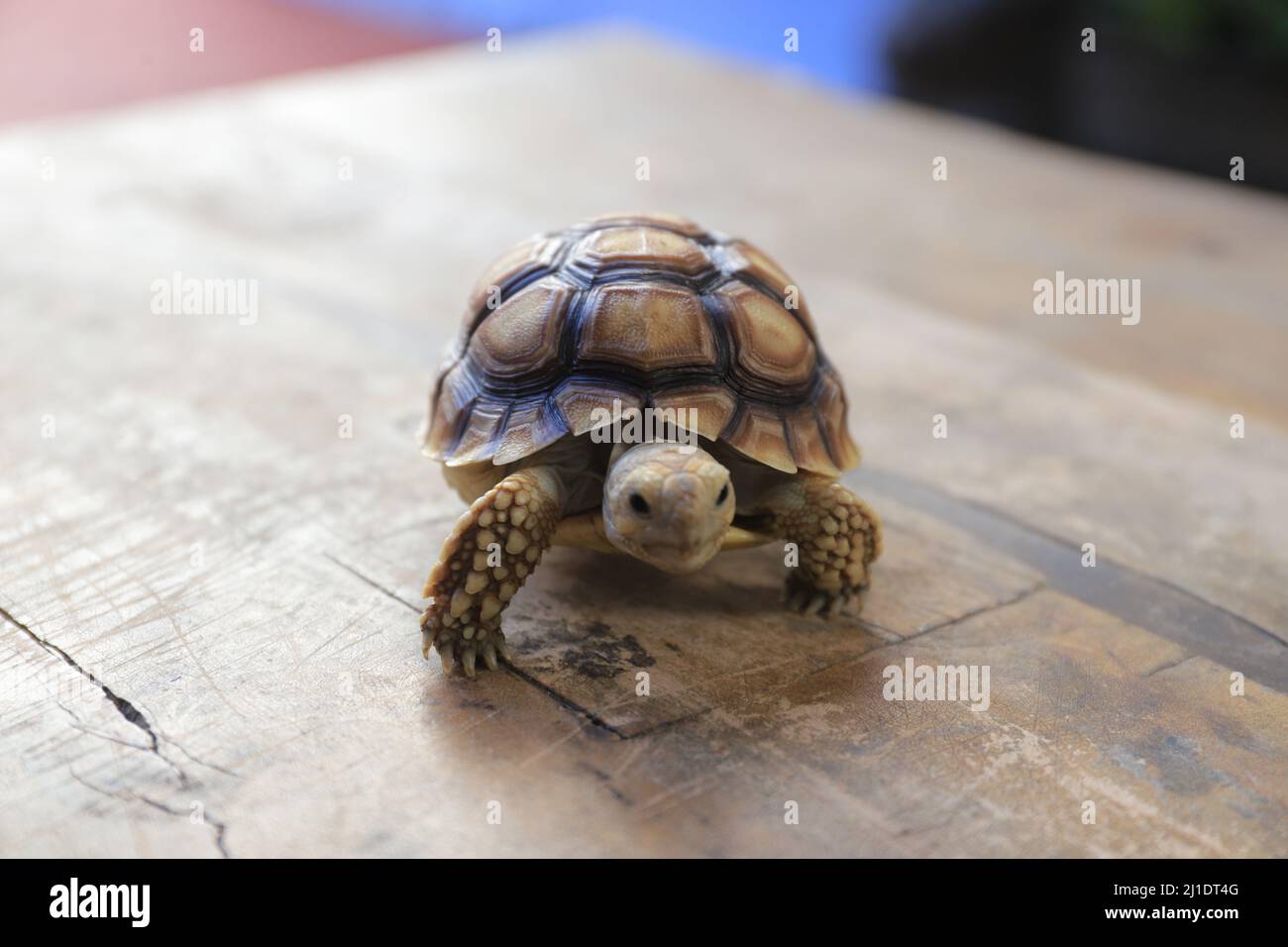 Surbaya, Indonesia - March 24, 2022: Sulcata tortoise (African spur ...