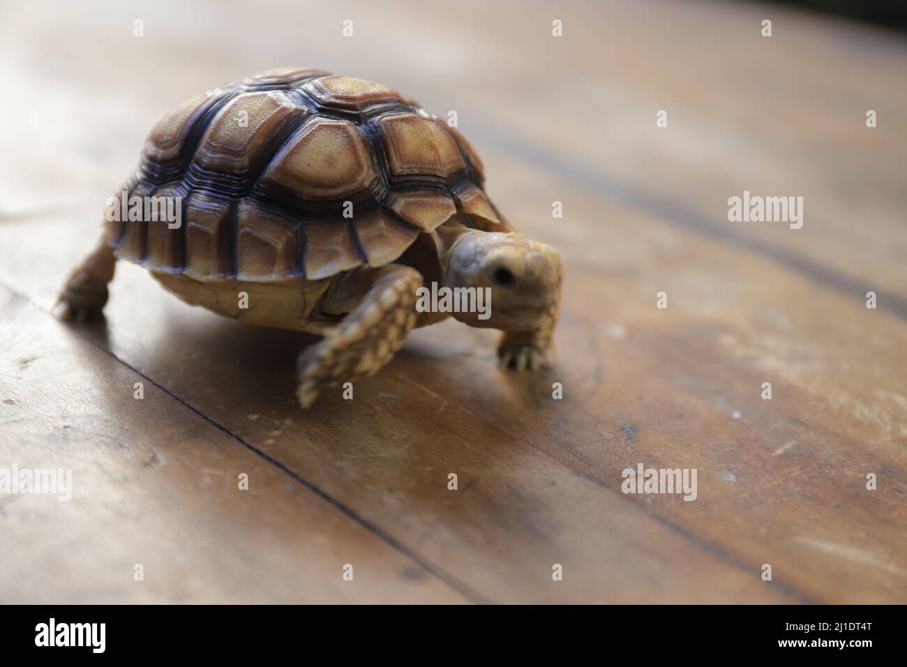 Surbaya, Indonesia - March 24, 2022: Sulcata tortoise (African spur ...