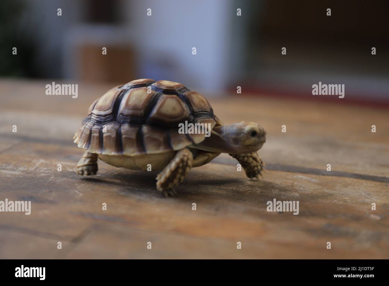 Surbaya, Indonesia - March 24, 2022: Sulcata tortoise (African spur ...