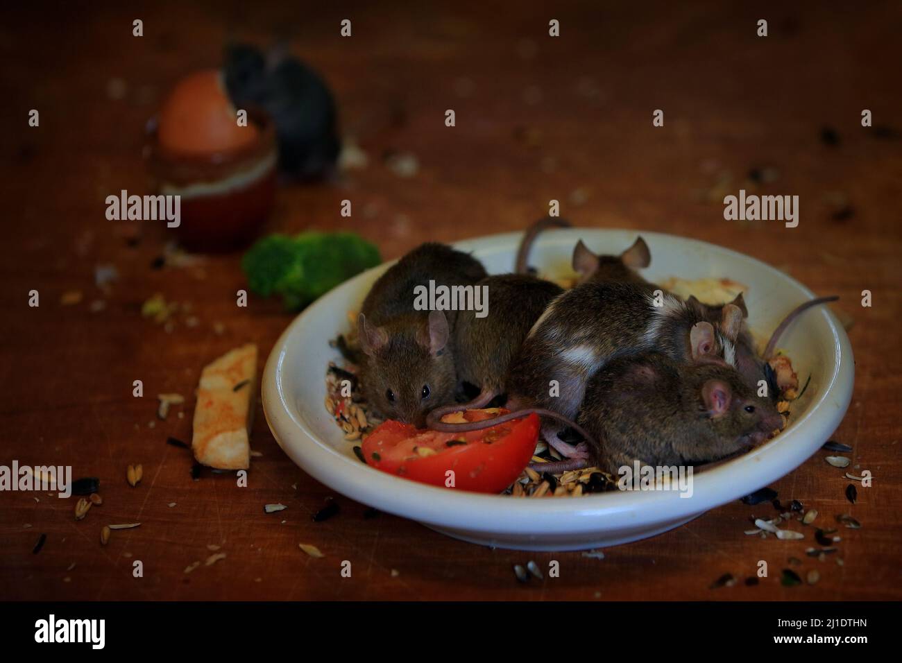 Mouse at he home kitchen. Rat mouse, Rattus norvegicus, eats food rest ...