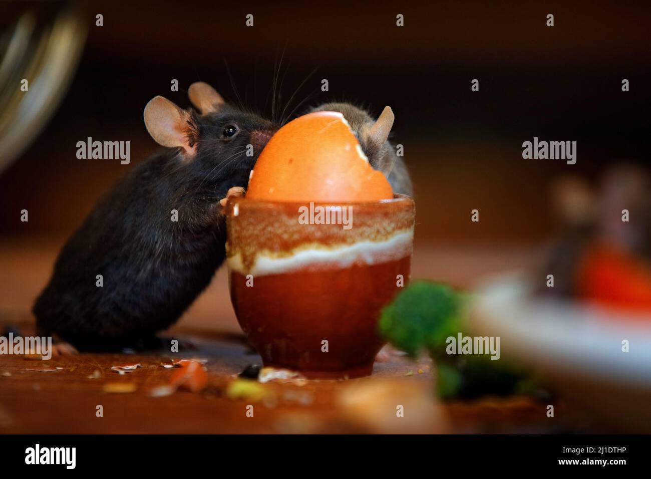 Black mouse at home kitchen. Rat mouse, Rattus norvegicus, eats food ...