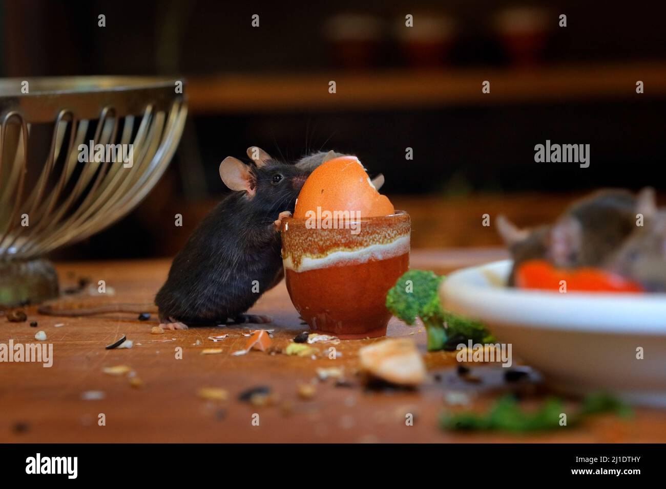 Mouse at he home kitchen. Rat mouse, Rattus norvegicus, eats food rest ...