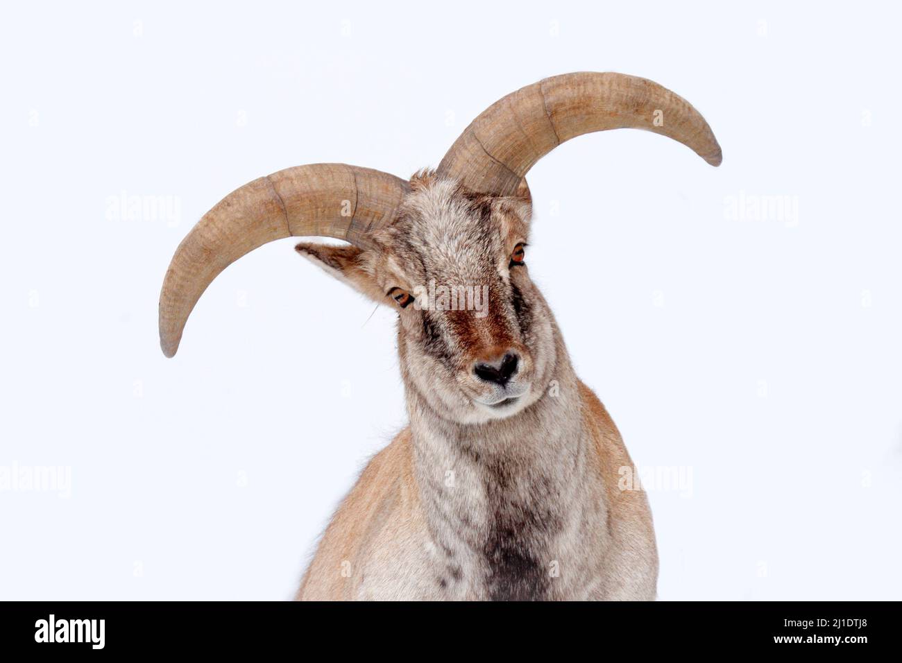 Bharal blue Sheep, Pseudois nayaur, in the rock with snow, Hemis NP ...
