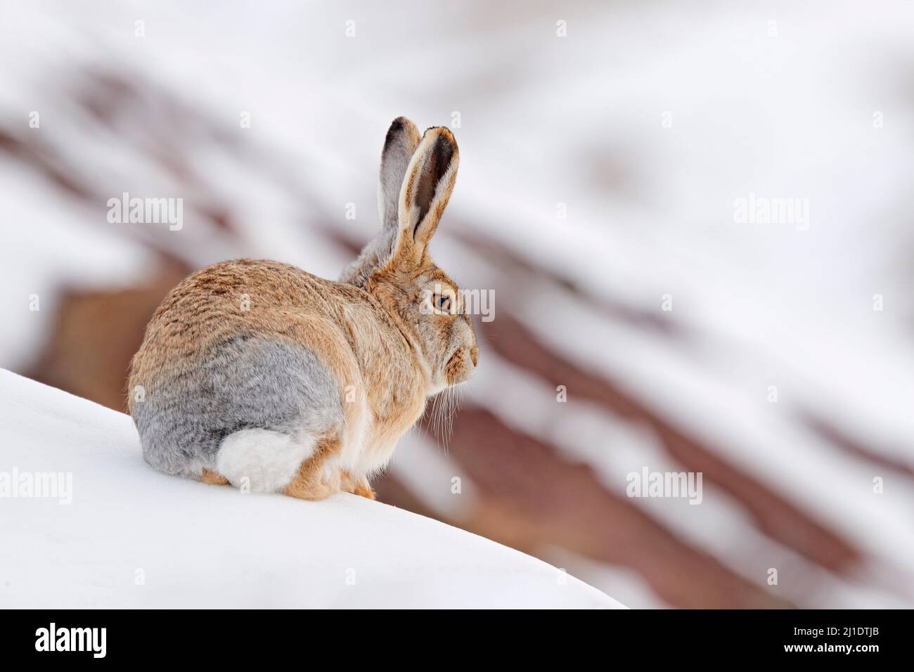 Woolly hare, Lepus oiostolus, in the nature habitat, winter condition ...