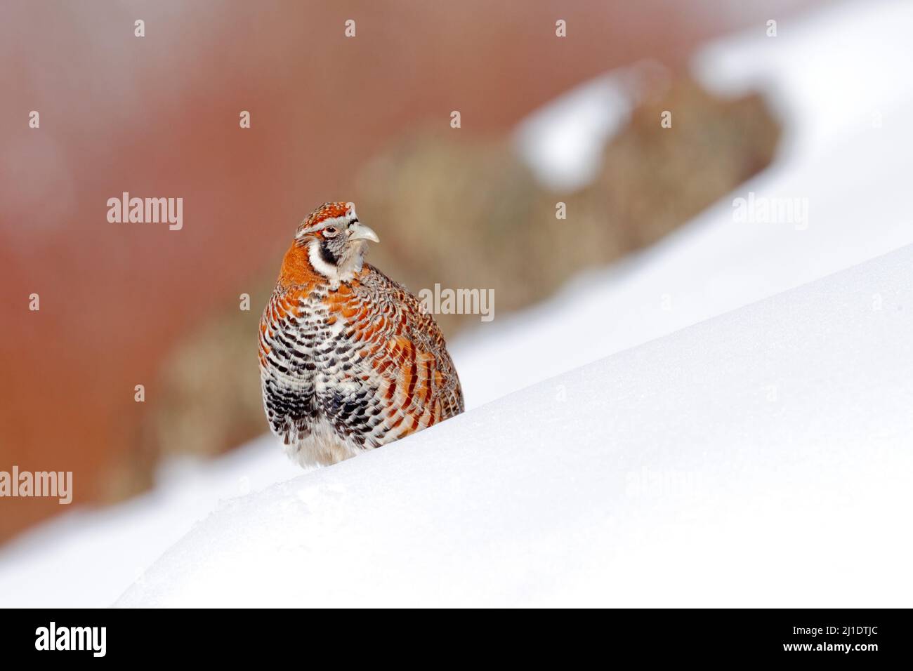 Tibetan Partridge, Perdix hodgsoniae, bird sitting in the snow and rock ...