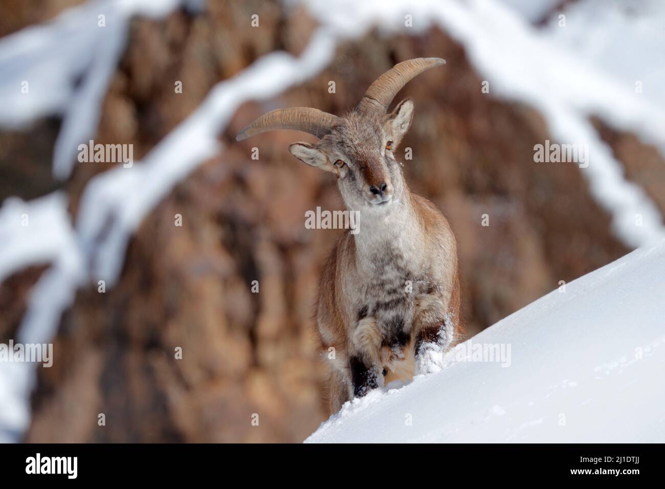 Bharal blue Sheep, Pseudois nayaur, in the rock with snow, Hemis NP ...