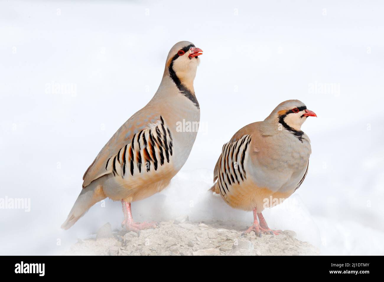 Rock partridge, Alectoris graeca, gamebird in the pheasant family, in ...
