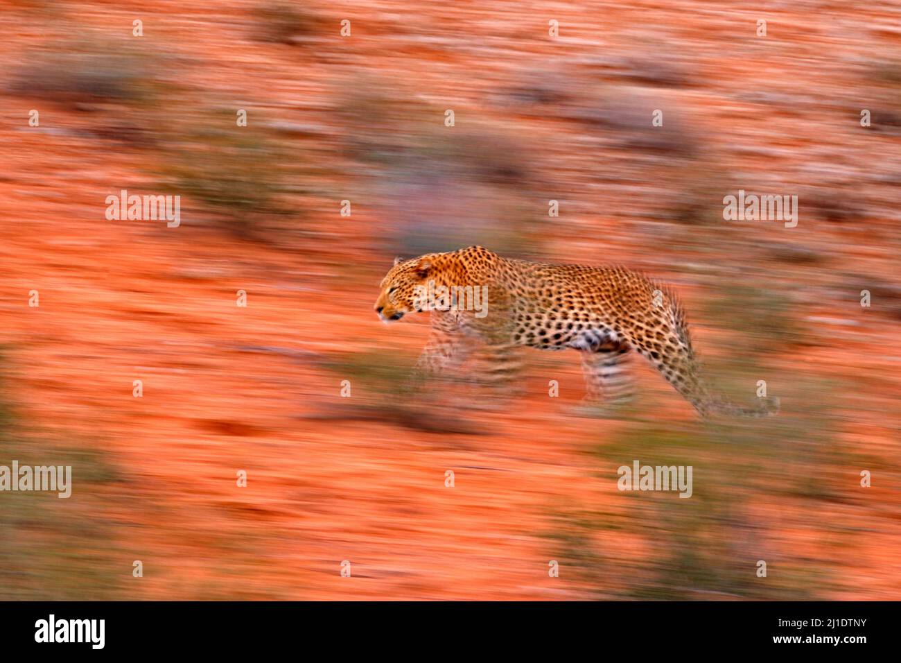 Artistic photo of African leopard, Panthera pardus, expressing movement ...