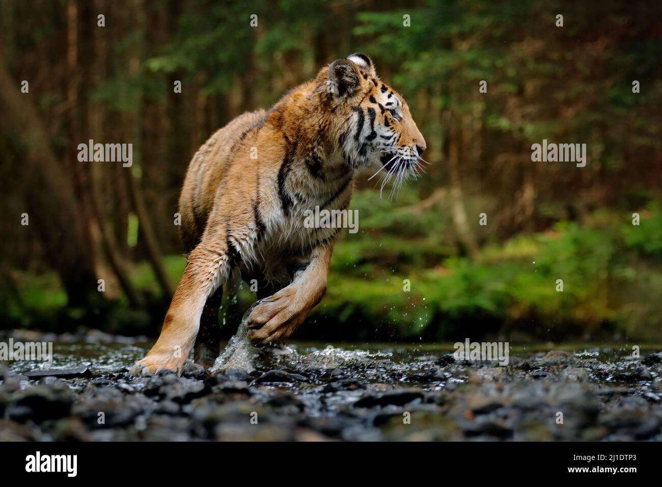 Amur tiger running in the water, Siberia. Dangerous animal, tajga ...