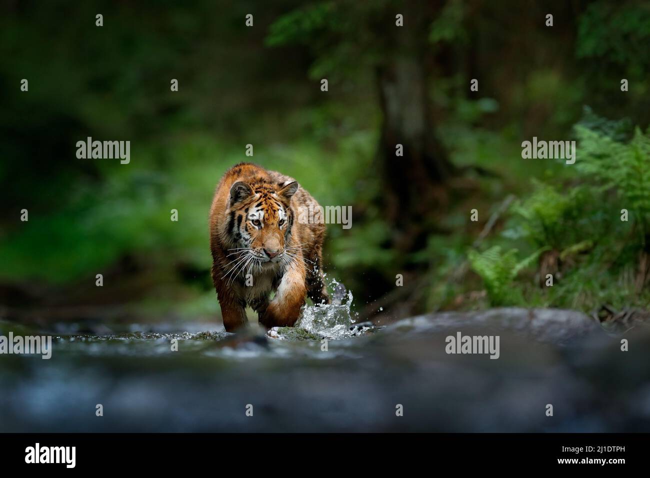Amur tiger running in the water, Siberia. Dangerous animal, tajga ...