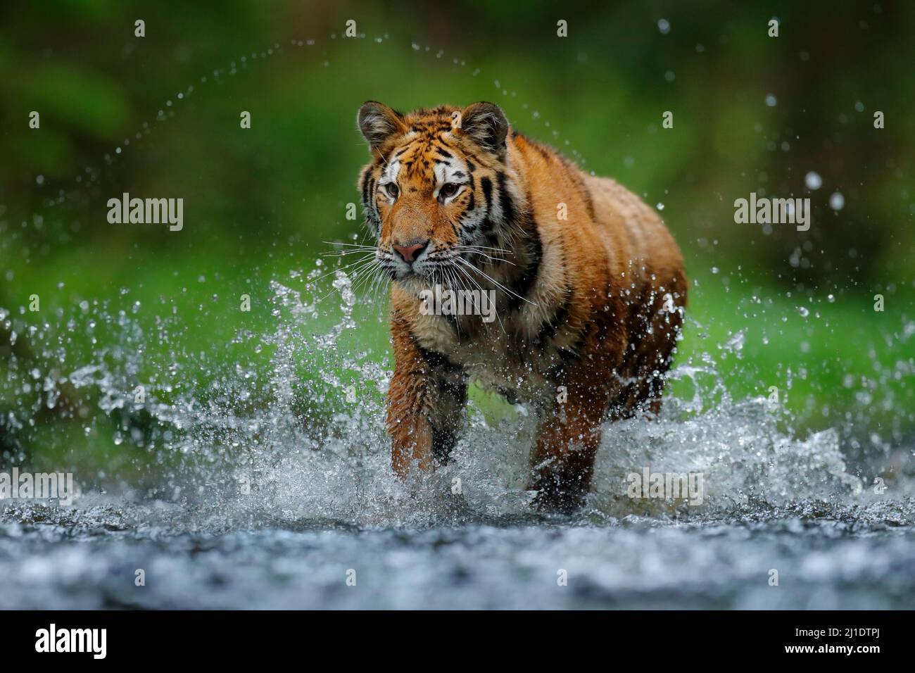 Amur tiger running in the water, Siberia. Dangerous animal, tajga ...