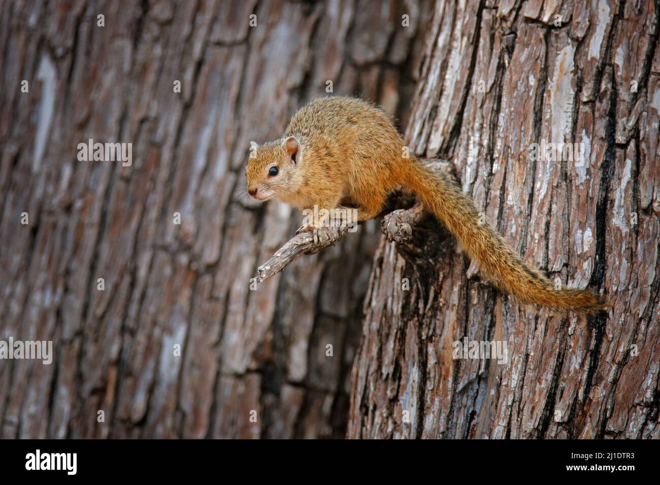 Smith's bush squirrel, Paraxerus cepapi, cute animal on the tree trunk ...