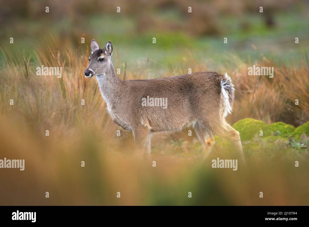 White-tailed deer, Odocoileus virginianus, Antisana NP, Ecuador. Animal ...