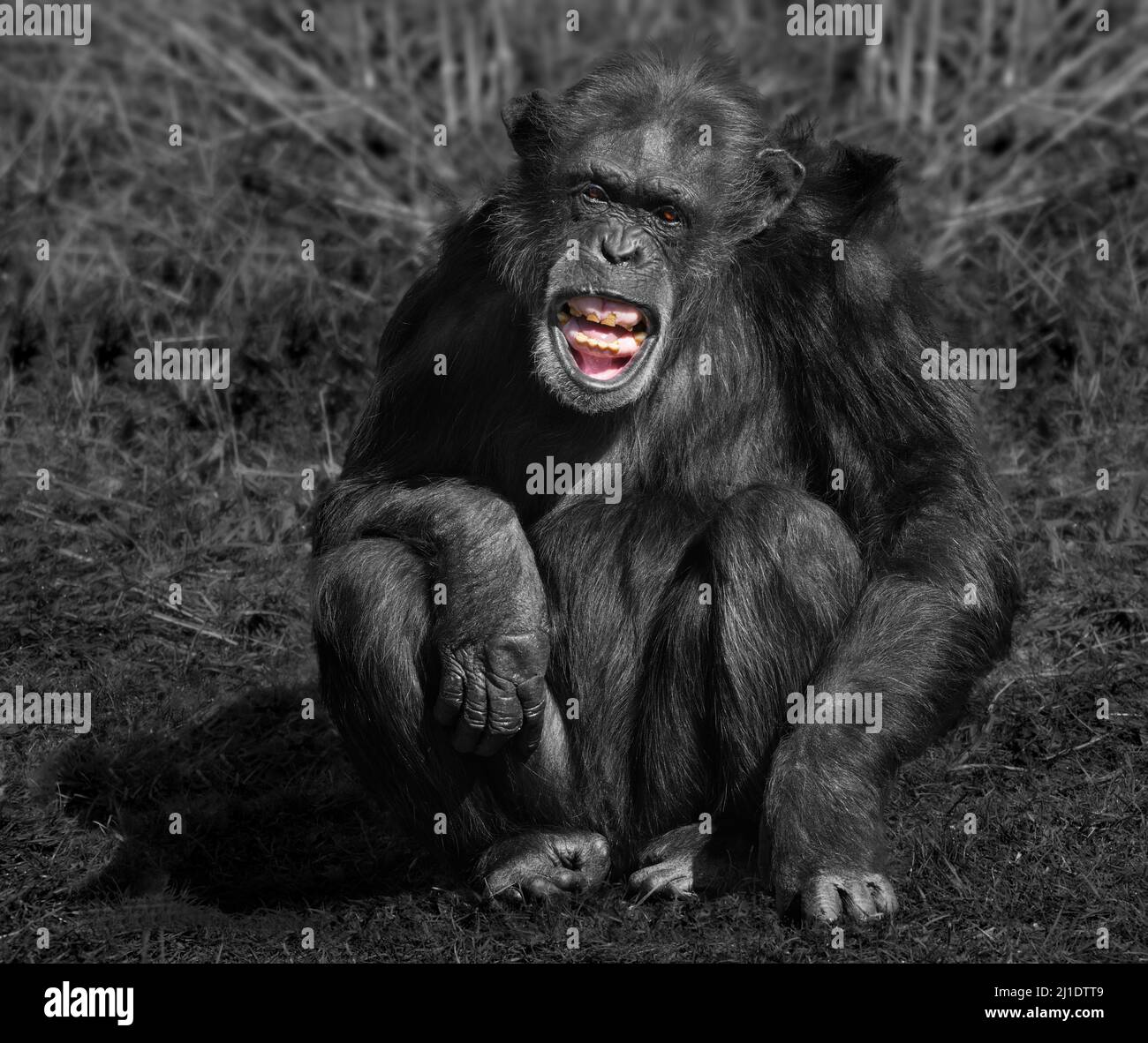 Chimpanzee nose hi-res stock photography and images - Alamy