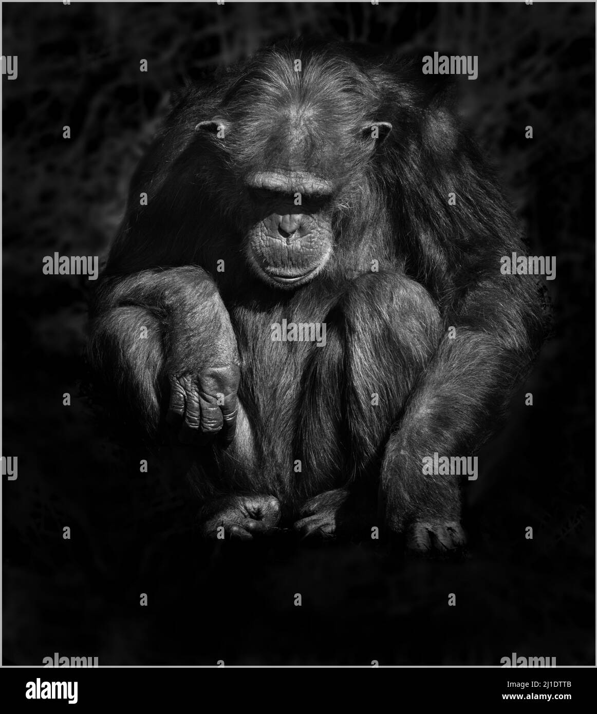 Chimp sitting hi-res stock photography and images - Alamy