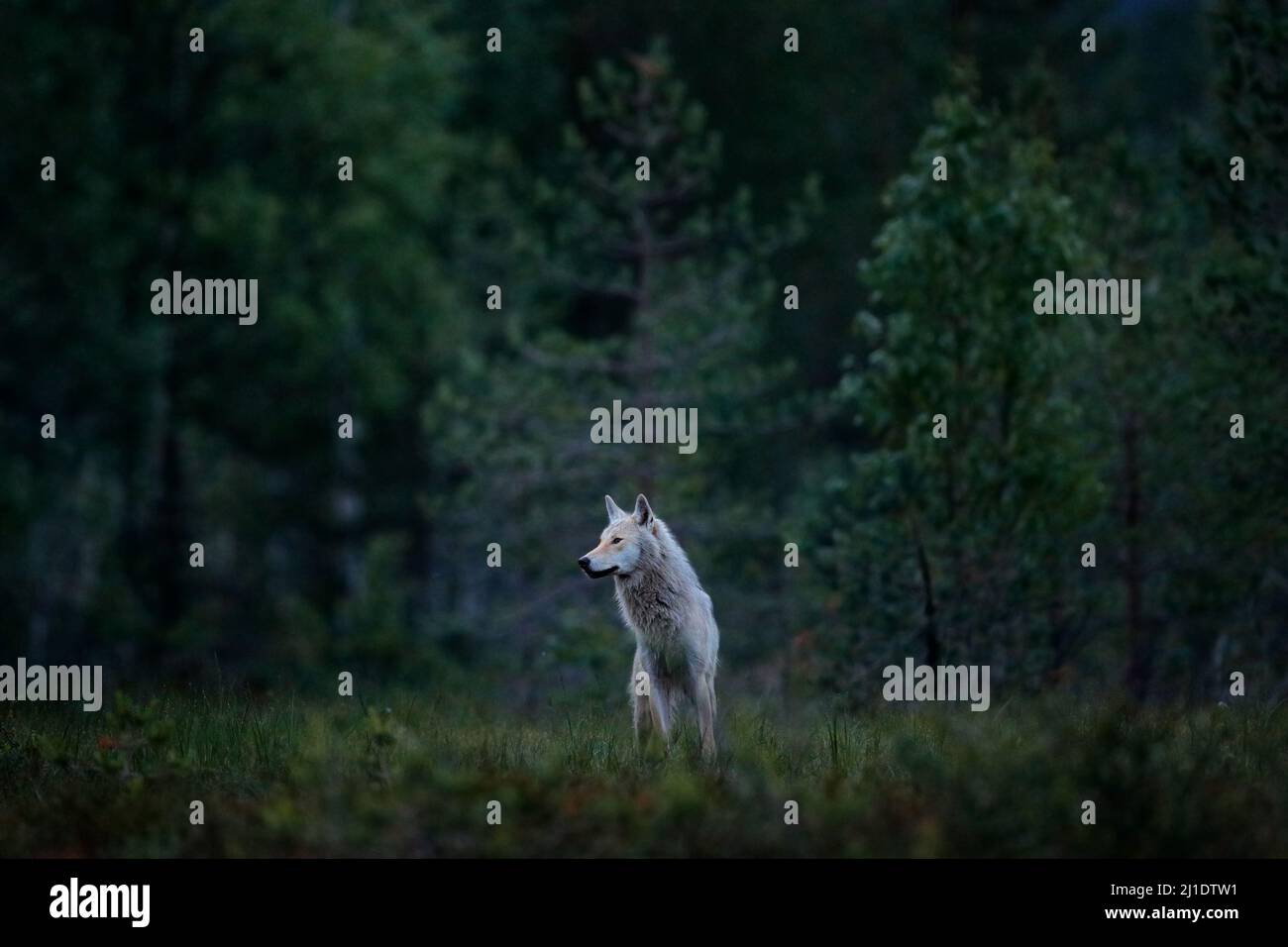Wolf from Finland. Gray wolf, Canis lupus, in the spring light, in the ...