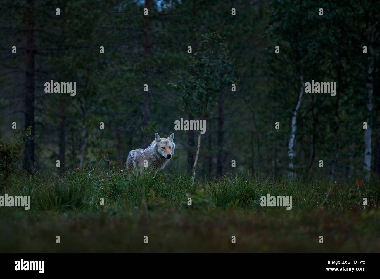 Wolf from Finland. Gray wolf, Canis lupus, in the spring light, in the ...