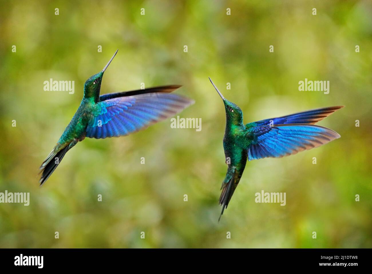Wildlife Ecuador, two blue bird fight in the forest habitat. Great ...