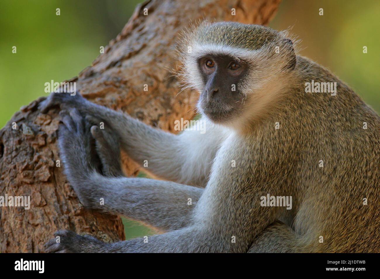 Vervet monkey, Chlorocebus pygerythrus, portrait of grey and black face ...