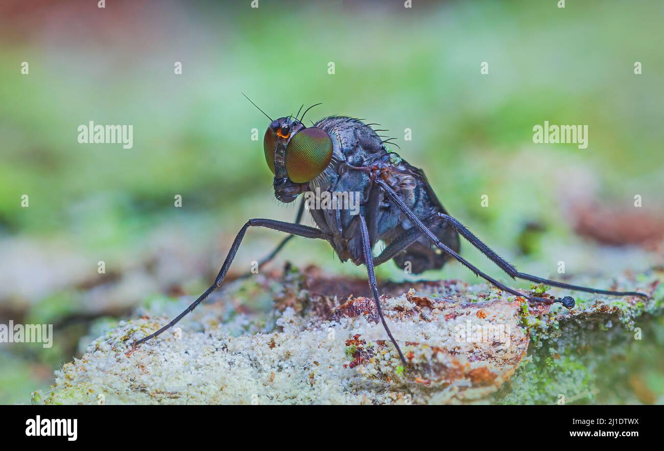 Adult Long-legged Fly of the Family Dolichopodidae Stock Photo - Alamy