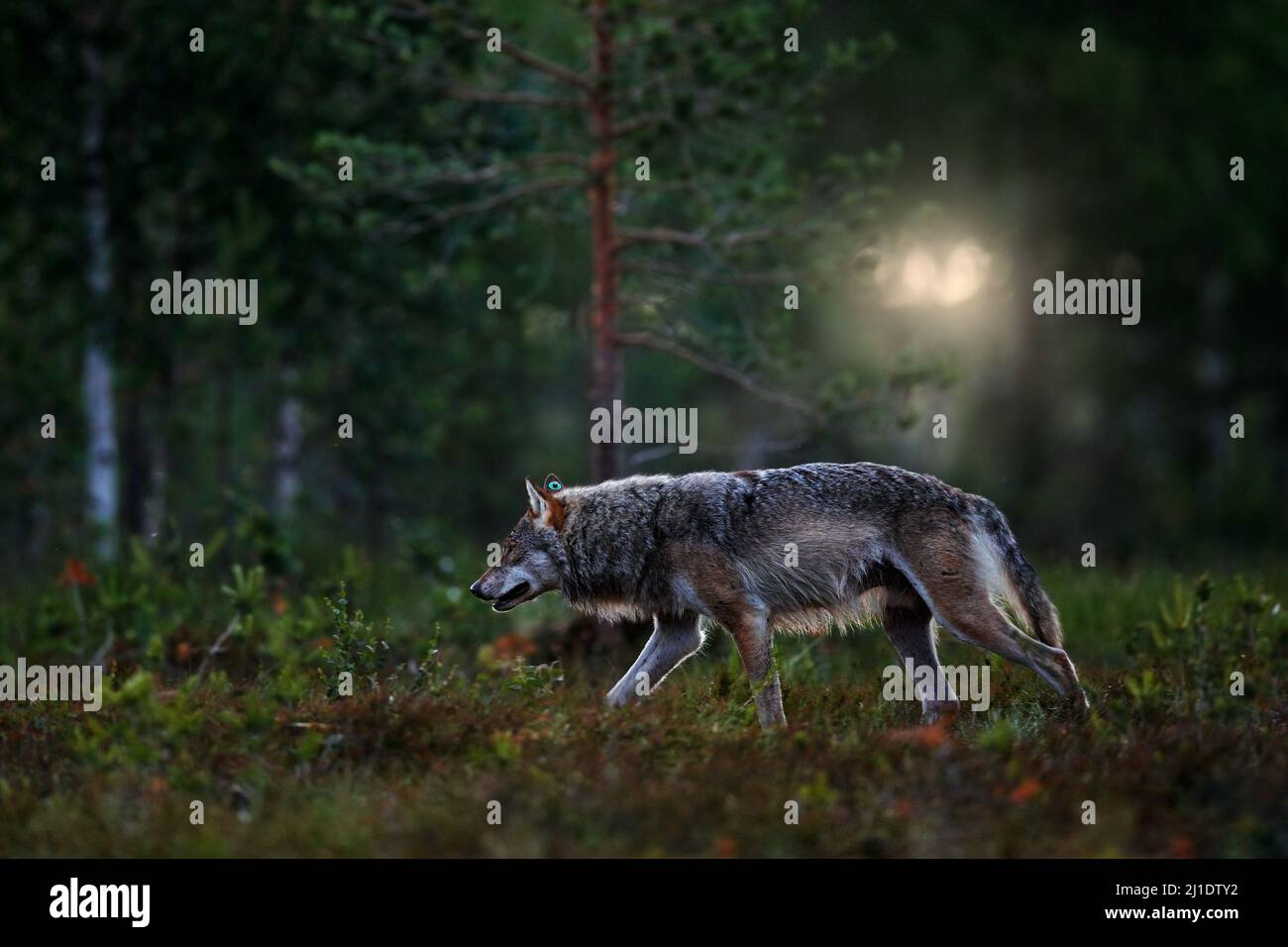 Wolf from Finland. Gray wolf, Canis lupus, in the spring light, in the ...