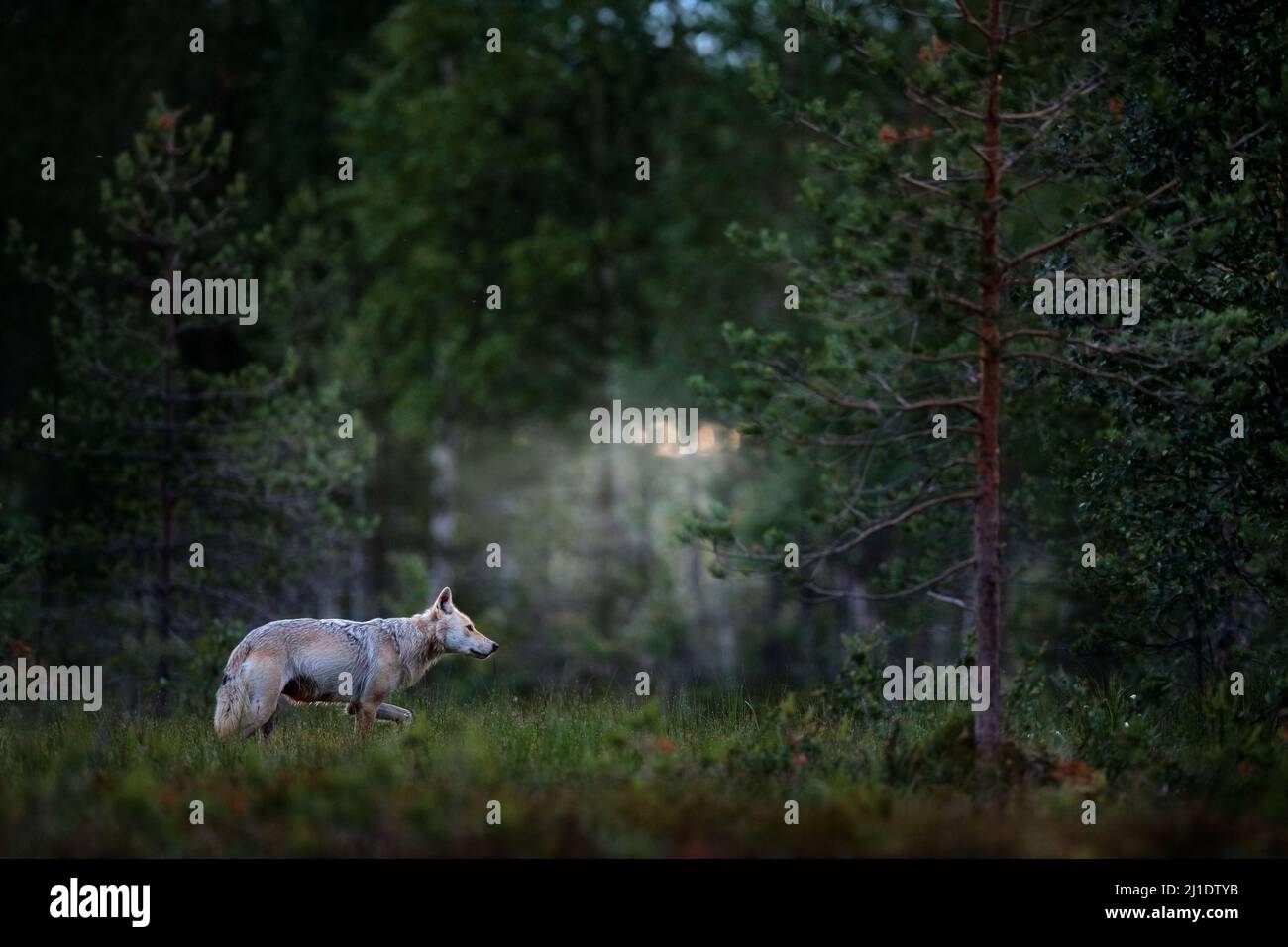 Wolf from Finland. Gray wolf, Canis lupus, in the spring light, in the ...