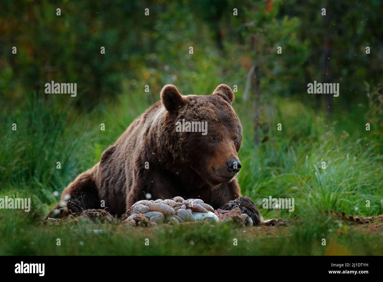 Russia wildlife. Brown bear walking in forest, morning light. Dangerous ...