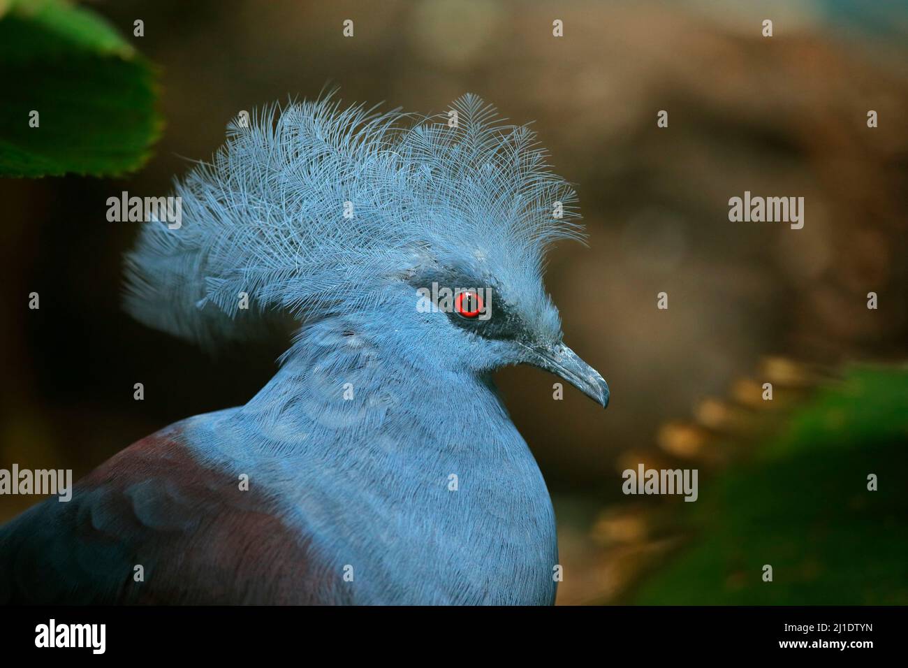 Western crowned pigeon, Goura cristata, detail portrait in lowland ...