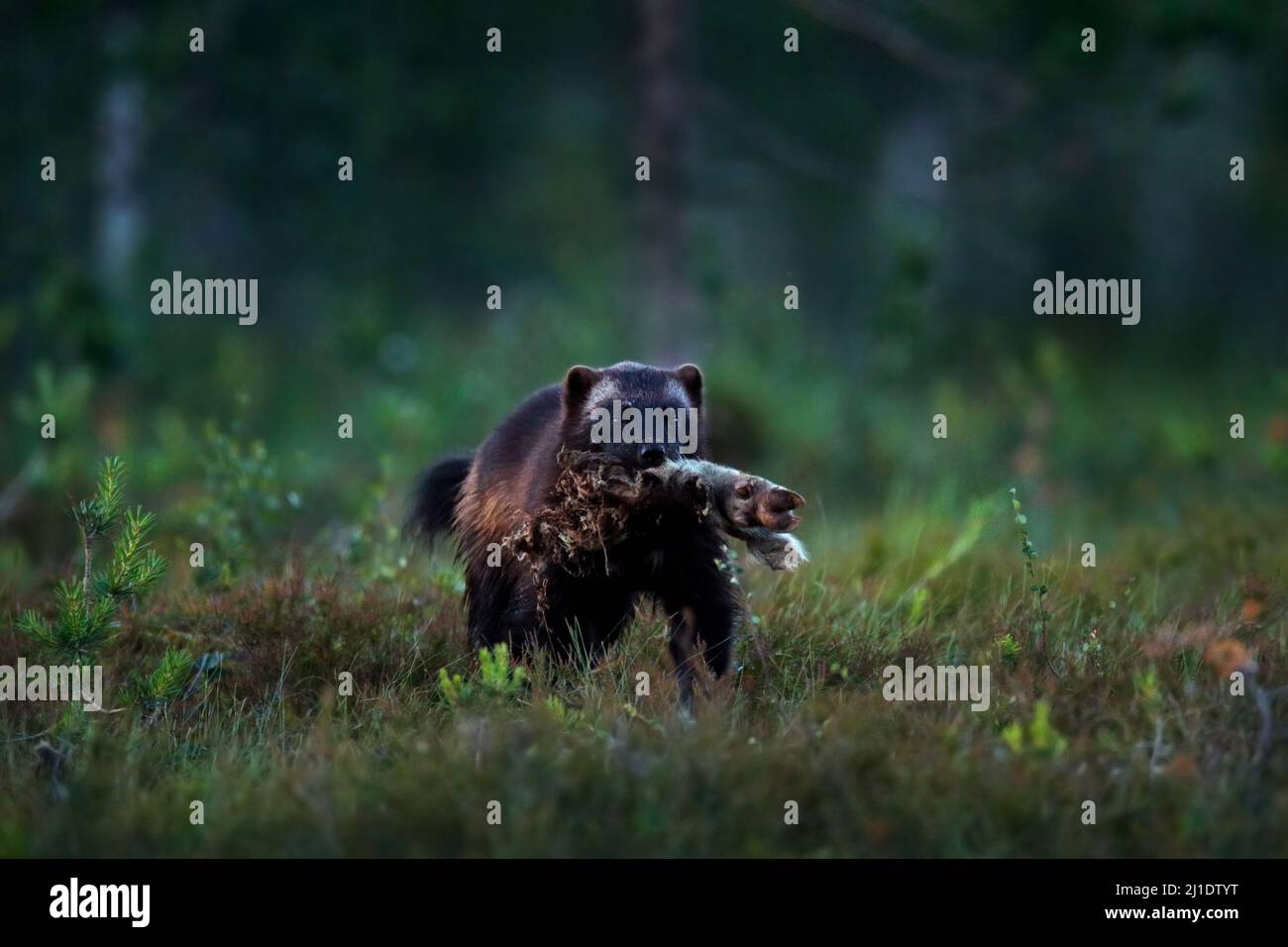 Wolverine running in Finnish taiga. Wildlife scene from nature. Rare ...