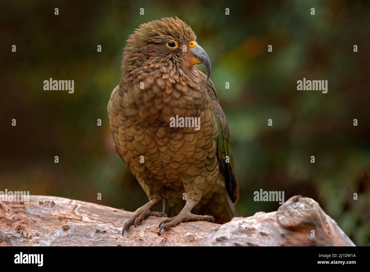 Kea parrot, Nestor notabilis, green bird in the nature habitat ...