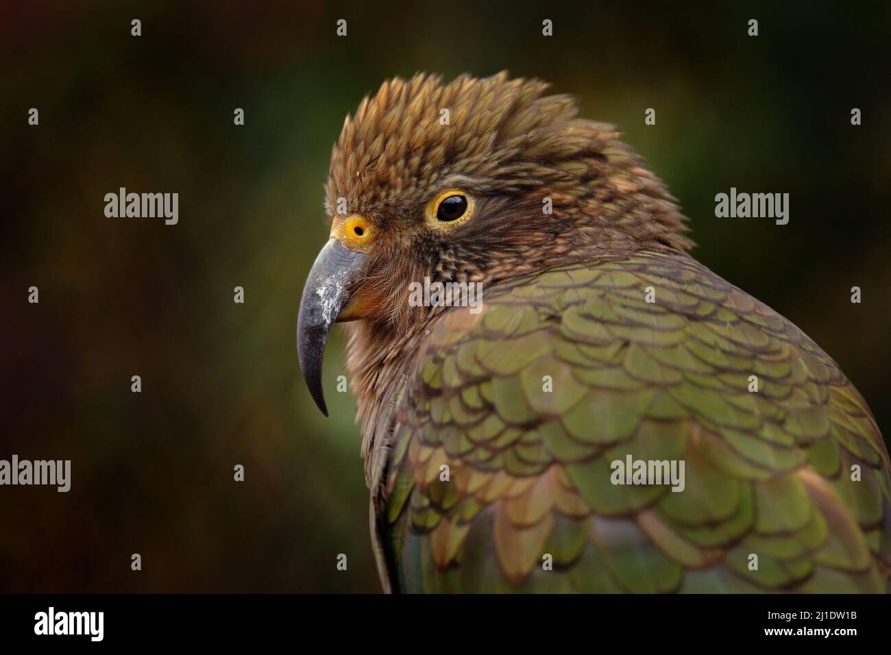 Kea parrot, Nestor notabilis, green bird in the nature habitat ...