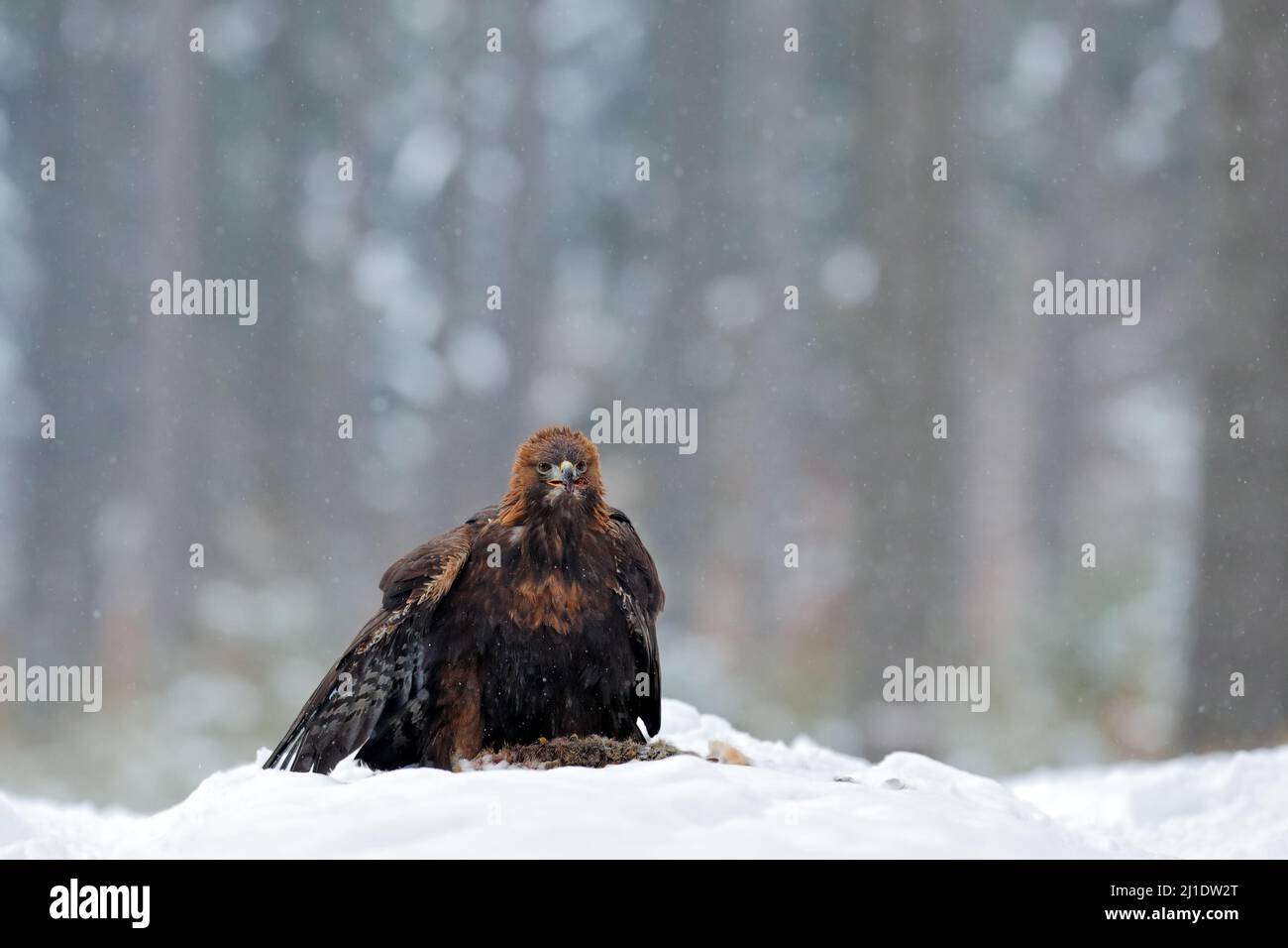 Golden Eagle in snow with killed hare, snow in the forest during winter ...