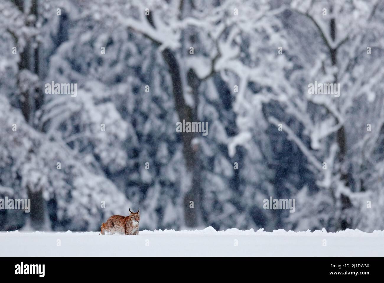 Lynx, winter wildlife. Cute big cat in habitat, cold condition. Snowy ...
