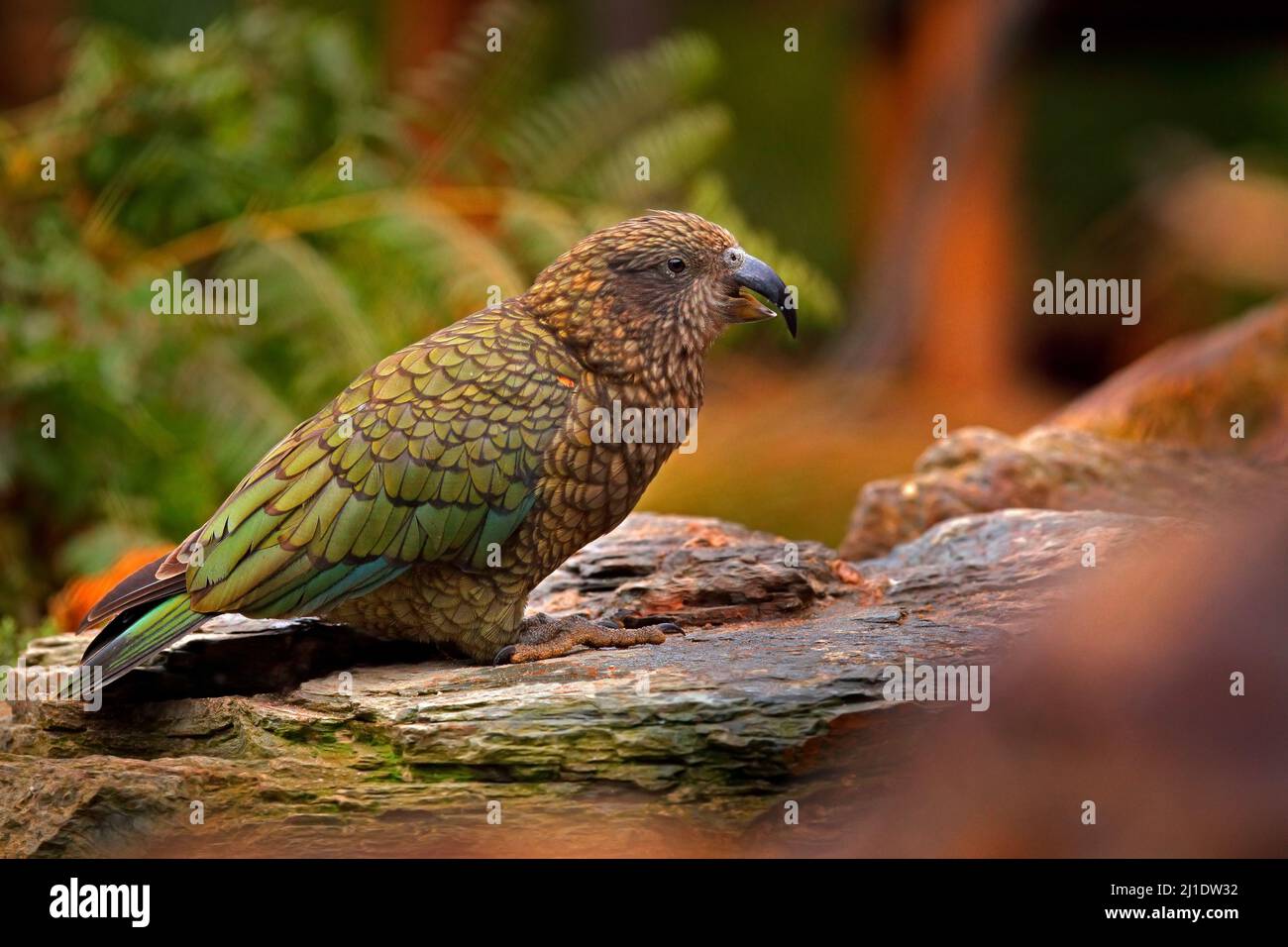 Mt nestor hi-res stock photography and images - Alamy