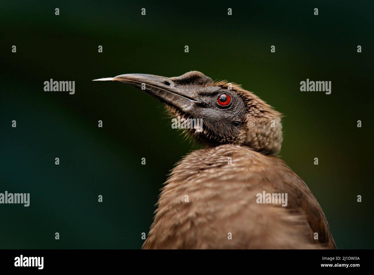 Helmeted friarbird, Philemon buceroides, beautiful bird sitting on the ...